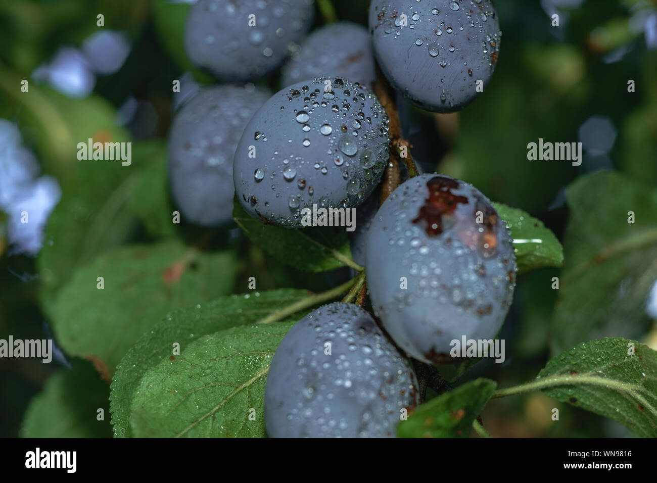 Close up beautiful fresh young plums growing on a tree background Stock ...