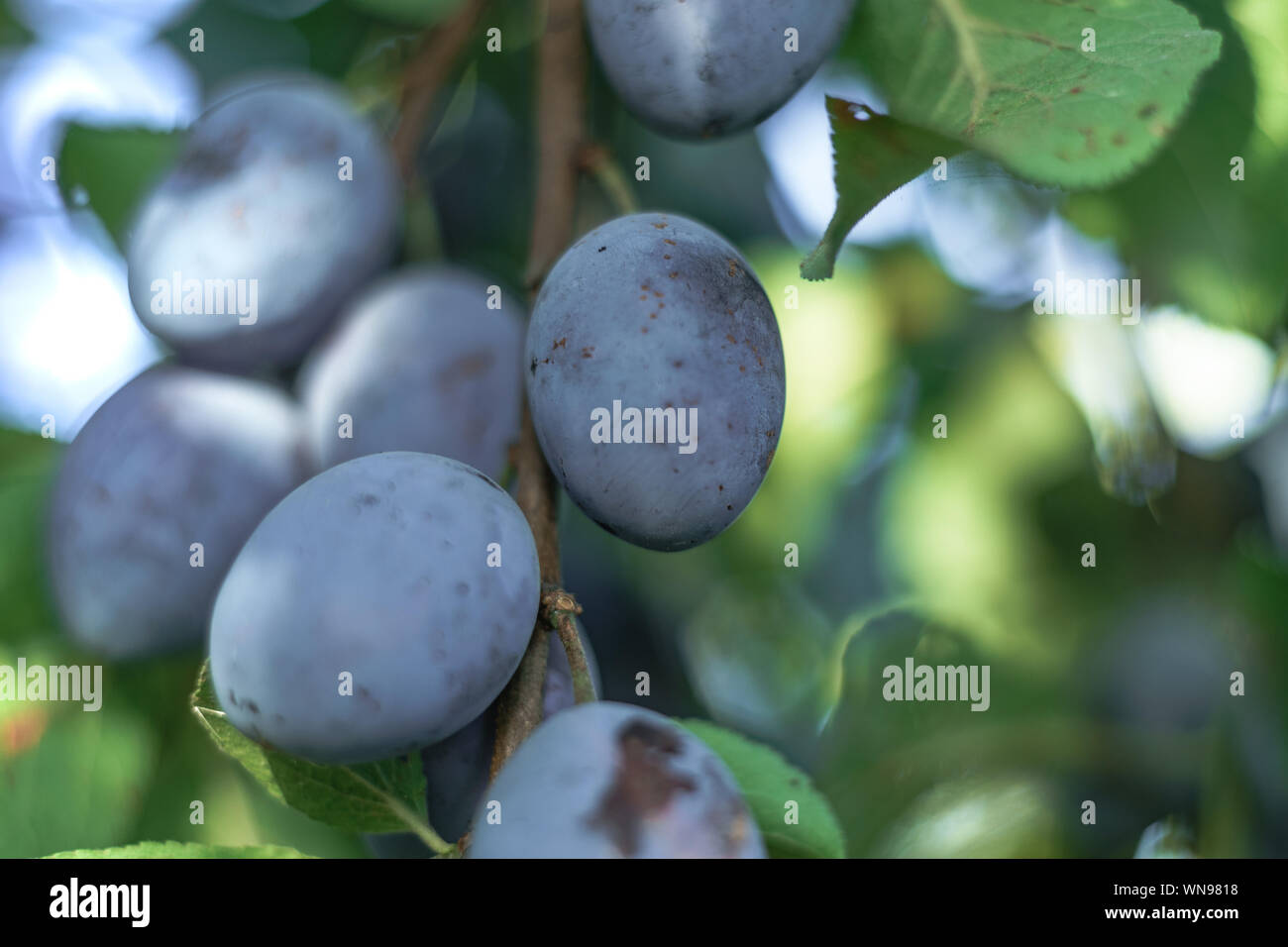 Close up beautiful fresh young plums growing on a tree background Stock ...