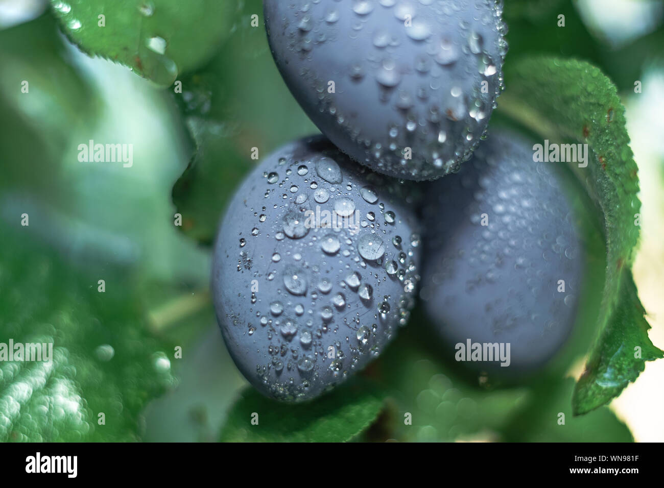 Close up beautiful fresh young plums growing on a tree background Stock ...