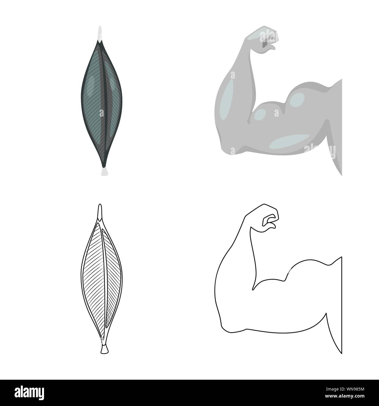 Vector design of fiber and muscular sign. Set of fiber and body stock ...