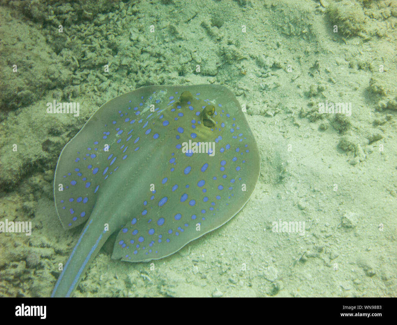Blue Spotted Sting Ray Stock Photo - Alamy
