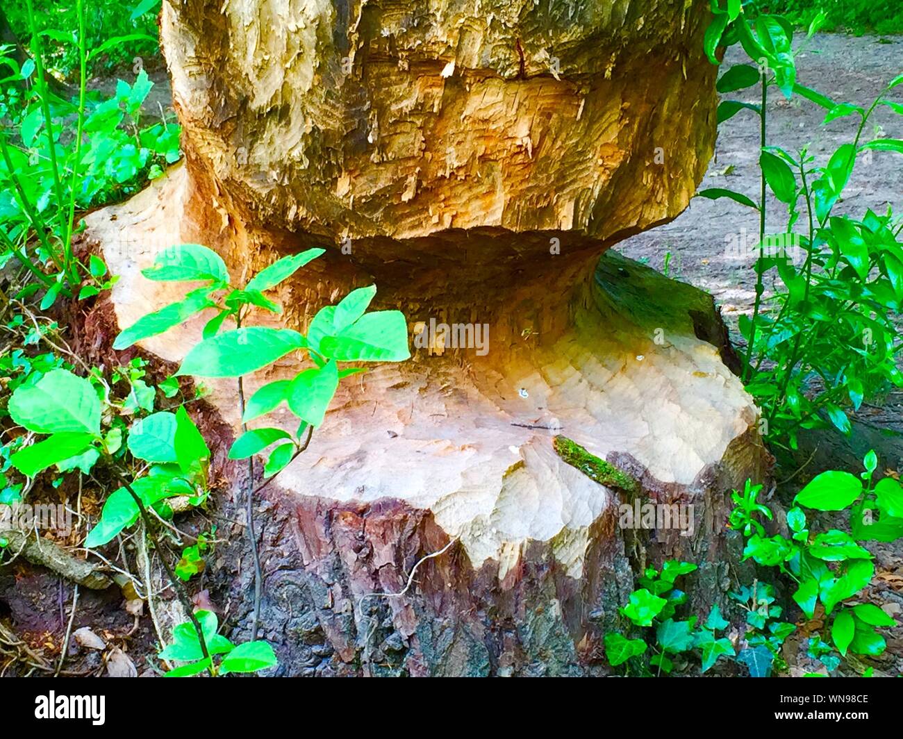 Chopped tree trunk hi-res stock photography and images - Alamy