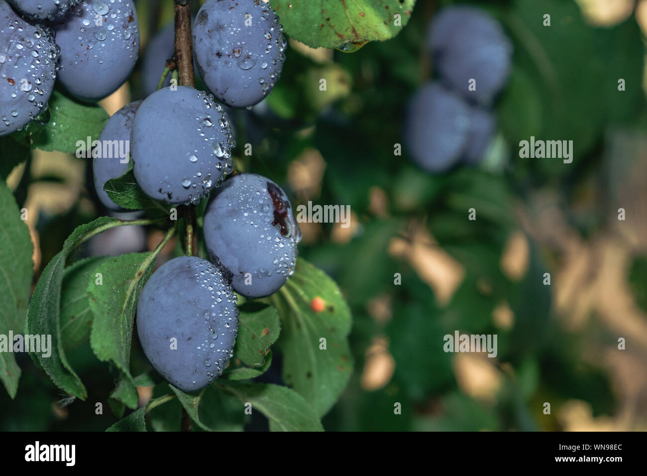 Beautiful fresh young plums growing on a tree background Stock Photo ...