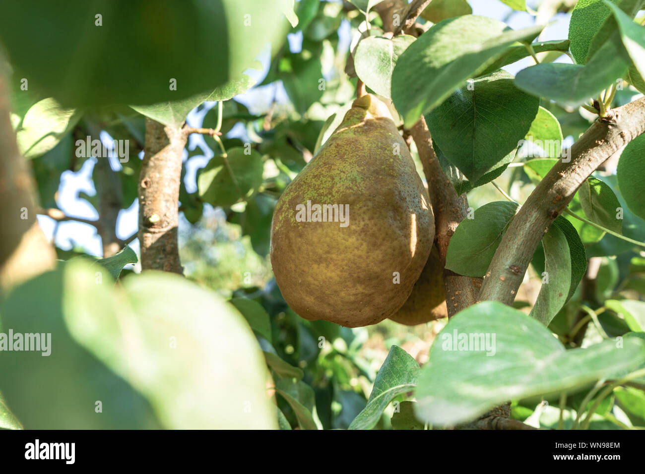 Beautiful fresh young pears growing on a tree. Close up Stock Photo - Alamy