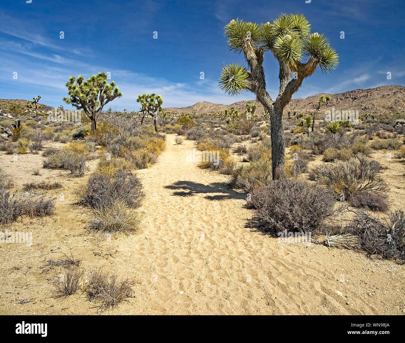 Bushes in the desert High Resolution Stock Photography and Images - Alamy