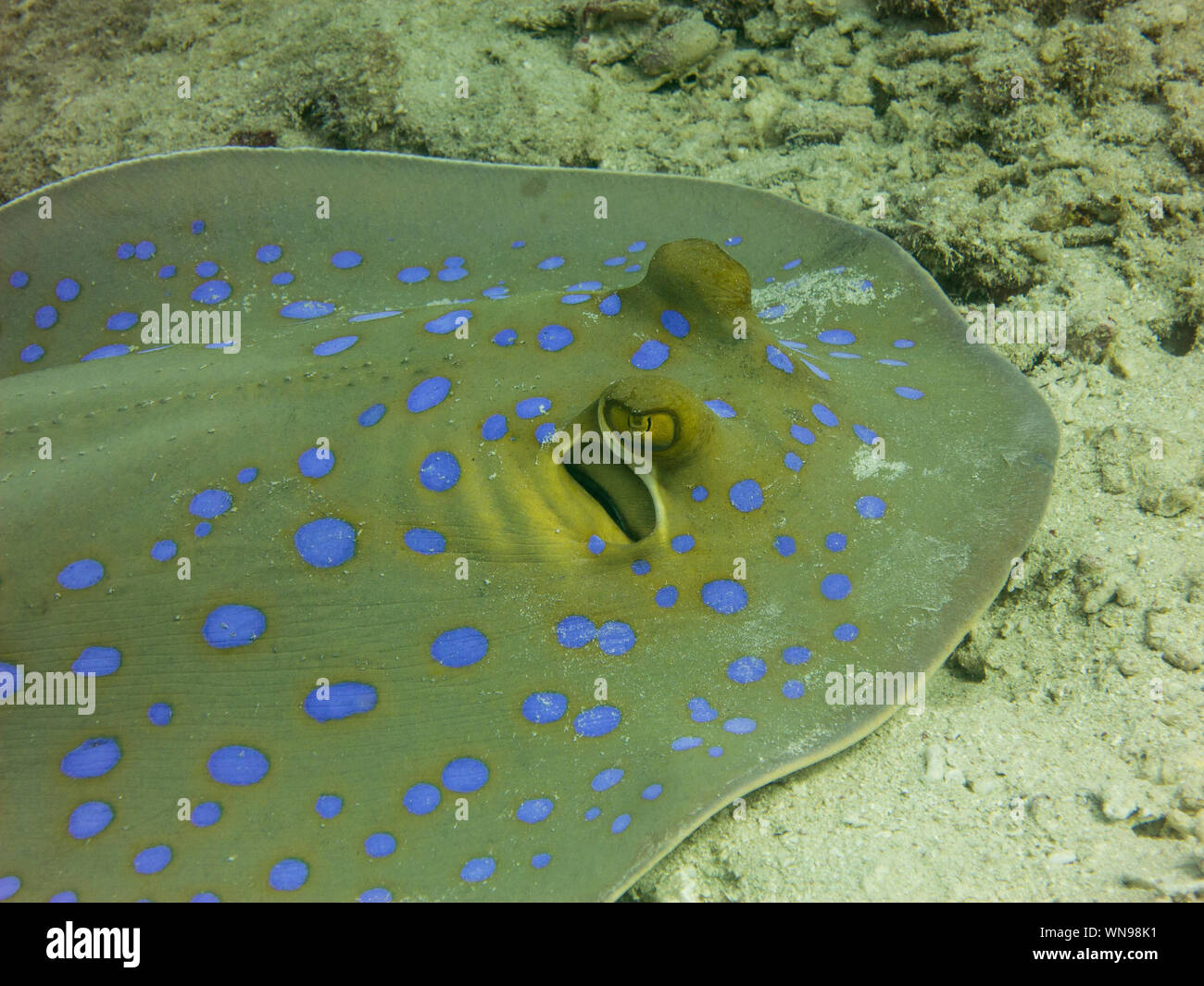 Blue Spotted Sting Ray Stock Photo - Alamy