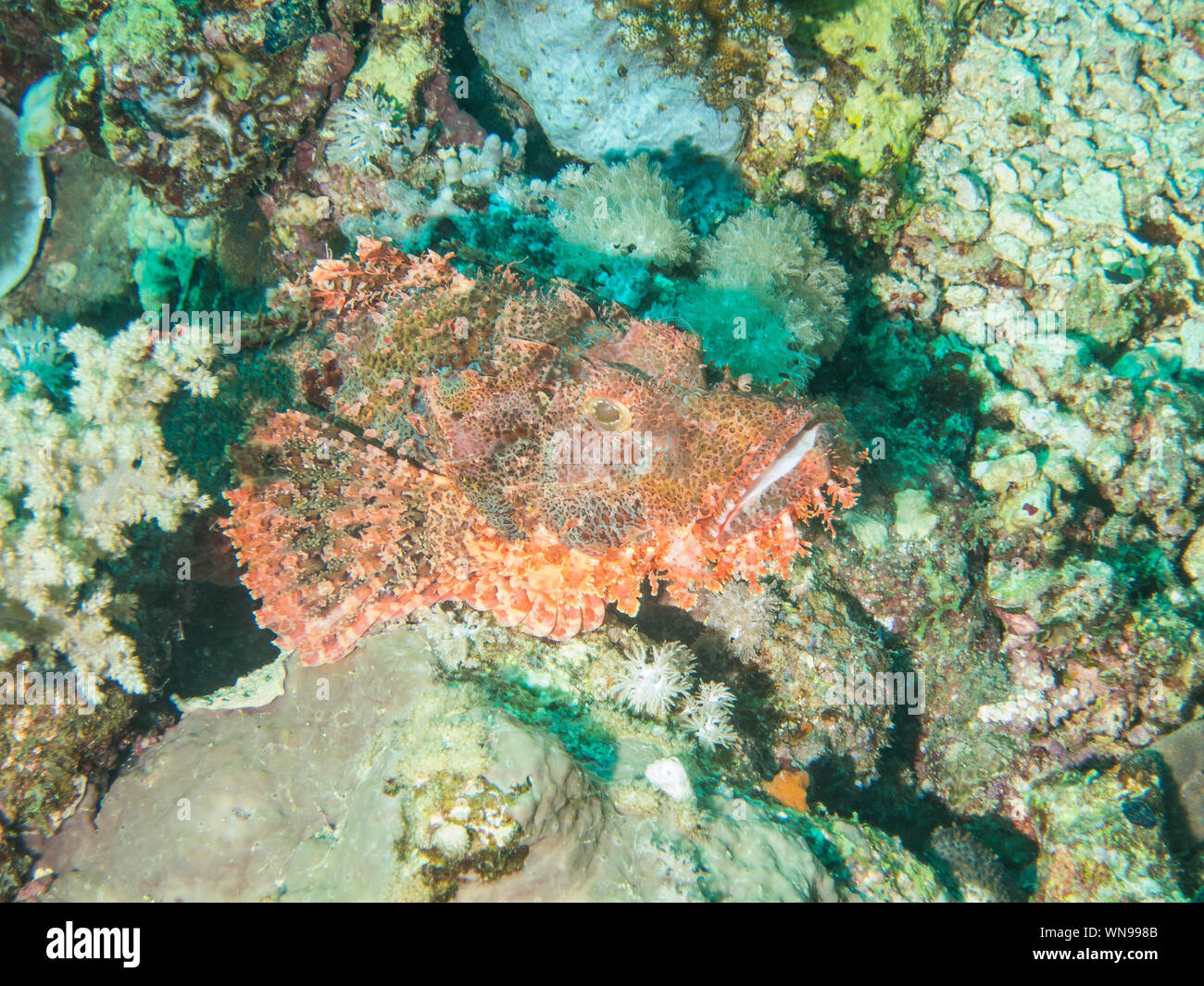 Bearded scorpion fish hi-res stock photography and images - Alamy