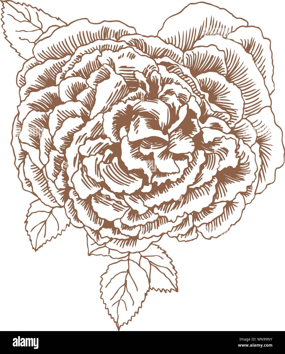 Hand Drawn Rose Stock Vector Image & Art - Alamy