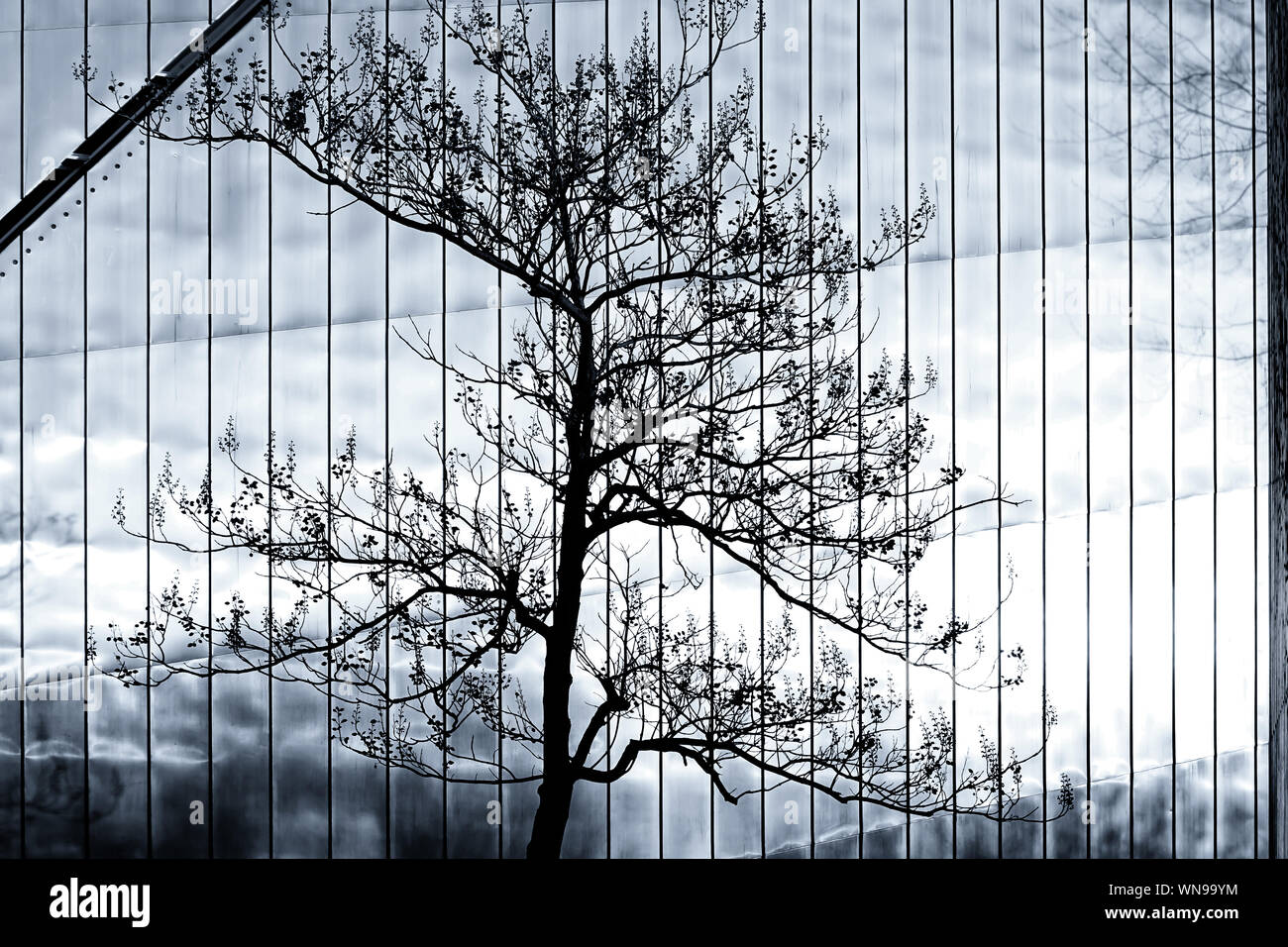 Tree Reflection Glass High Resolution Stock Photography and Images - Alamy