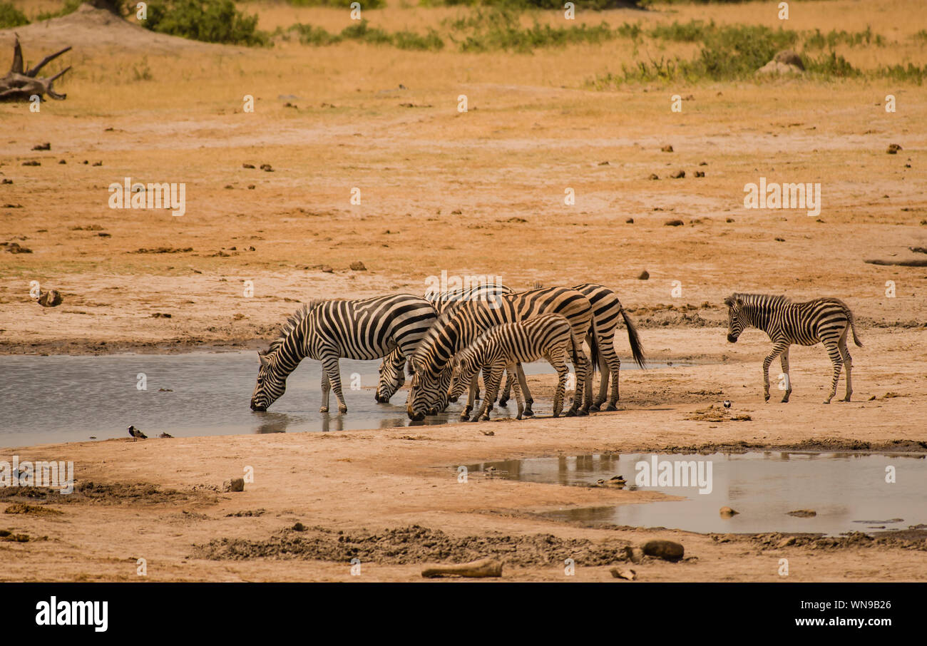 Zebra drinking water hi-res stock photography and images - Alamy