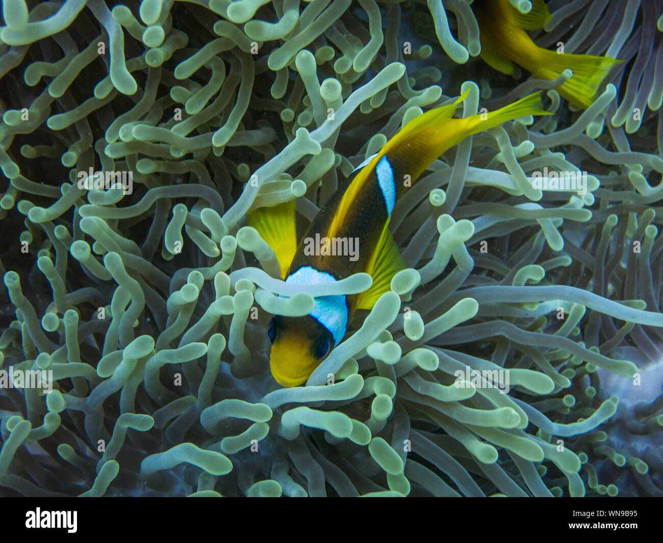 Red Sea Anemone fish Stock Photo - Alamy