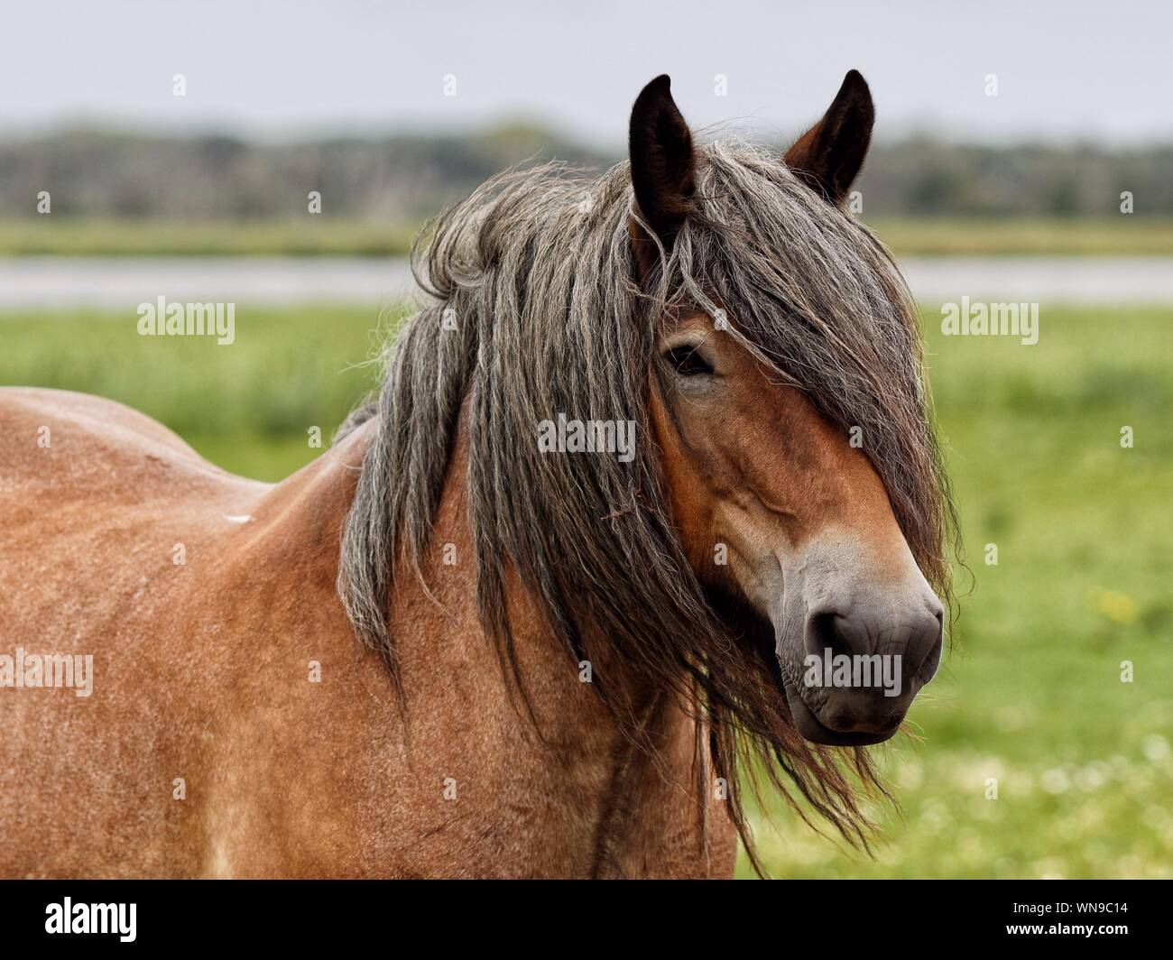 Long horse mane hi-res stock photography and images - Alamy