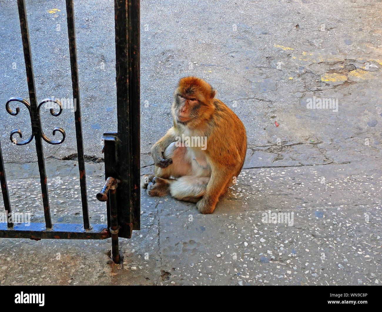The Monkey Gate High Resolution Stock Photography and Images - Alamy