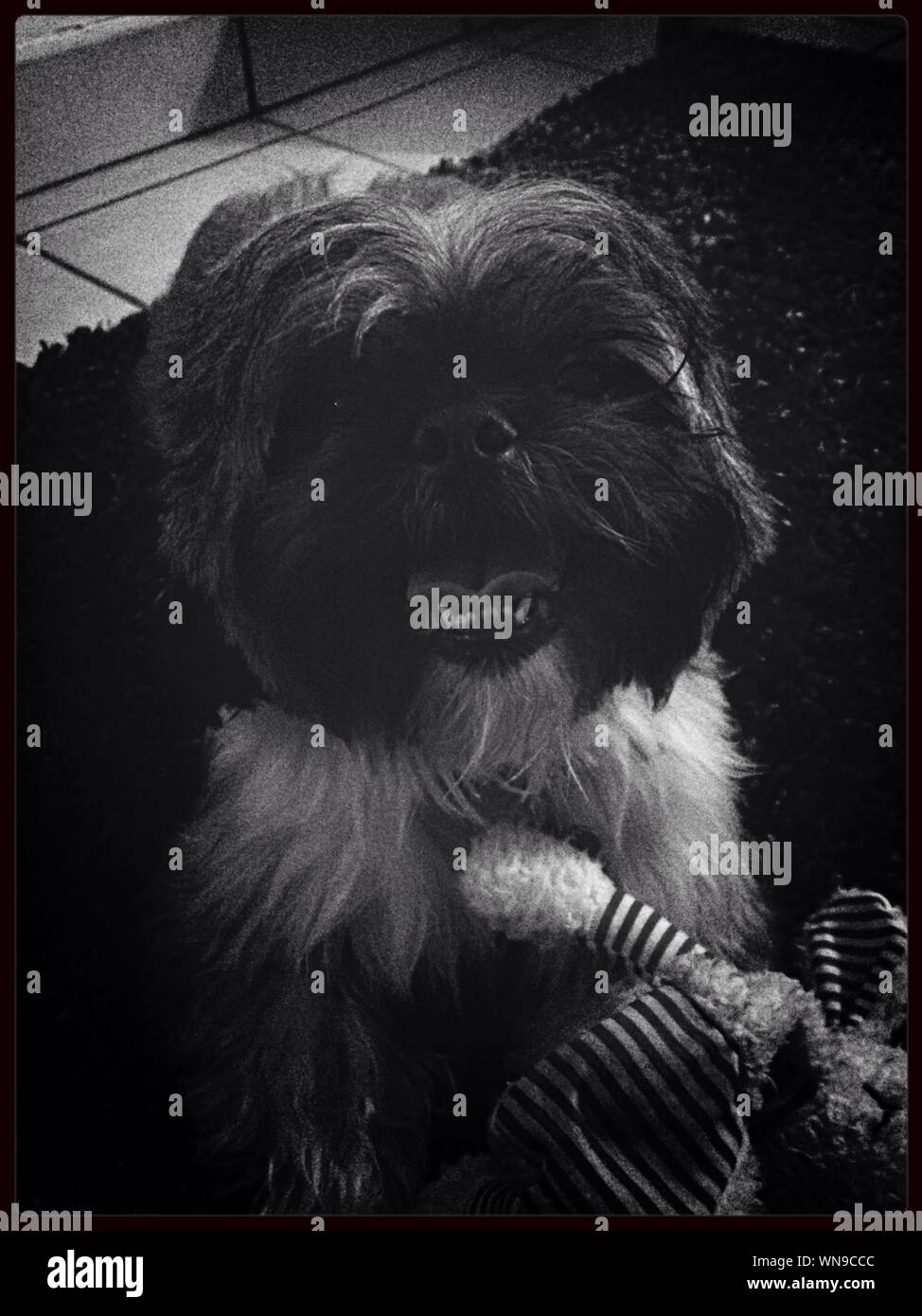 Angry Dog Terrier High Resolution Stock Photography and Images - Alamy