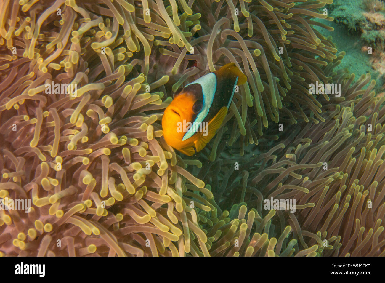 Red Sea Anemone fish Stock Photo - Alamy