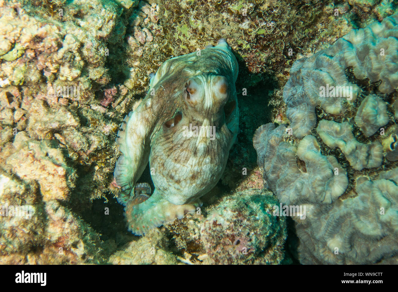 Common sydney octopus hi-res stock photography and images - Alamy