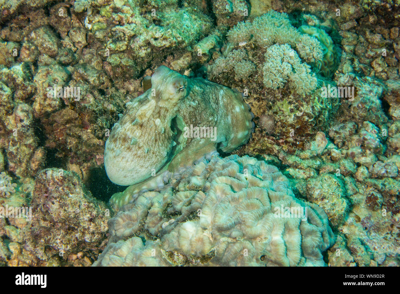 Common sydney octopus hi-res stock photography and images - Alamy