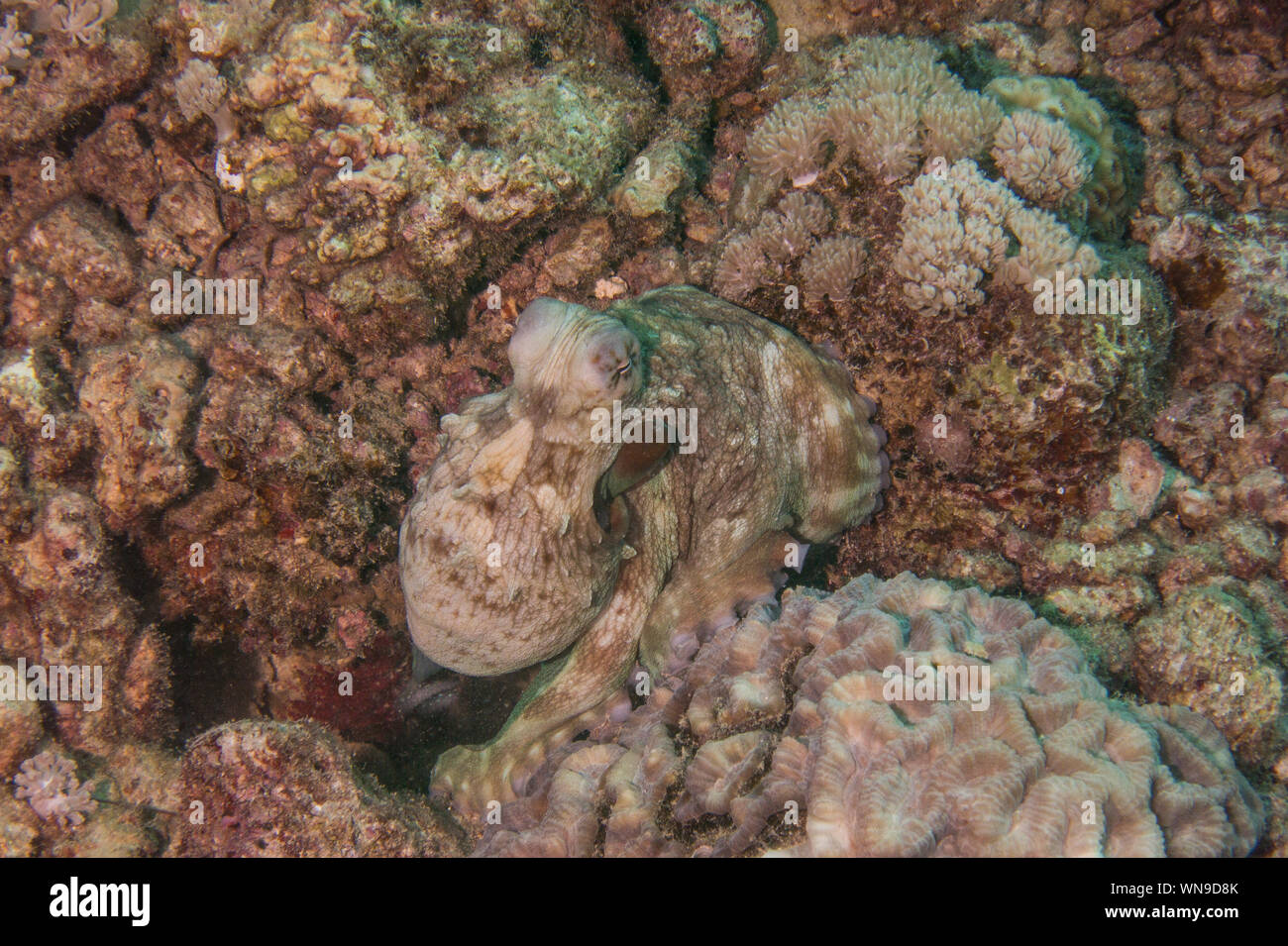 Common sydney octopus hi-res stock photography and images - Alamy