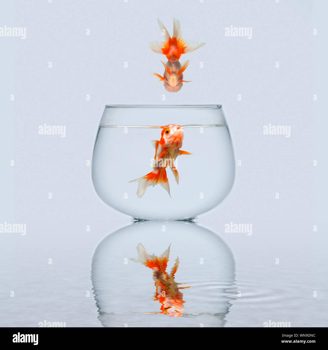Fishbowl background hi-res stock photography and images - Alamy