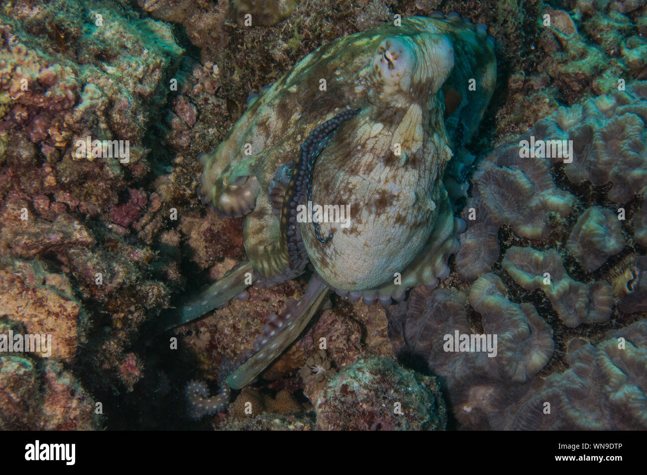 Common sydney octopus hi-res stock photography and images - Alamy