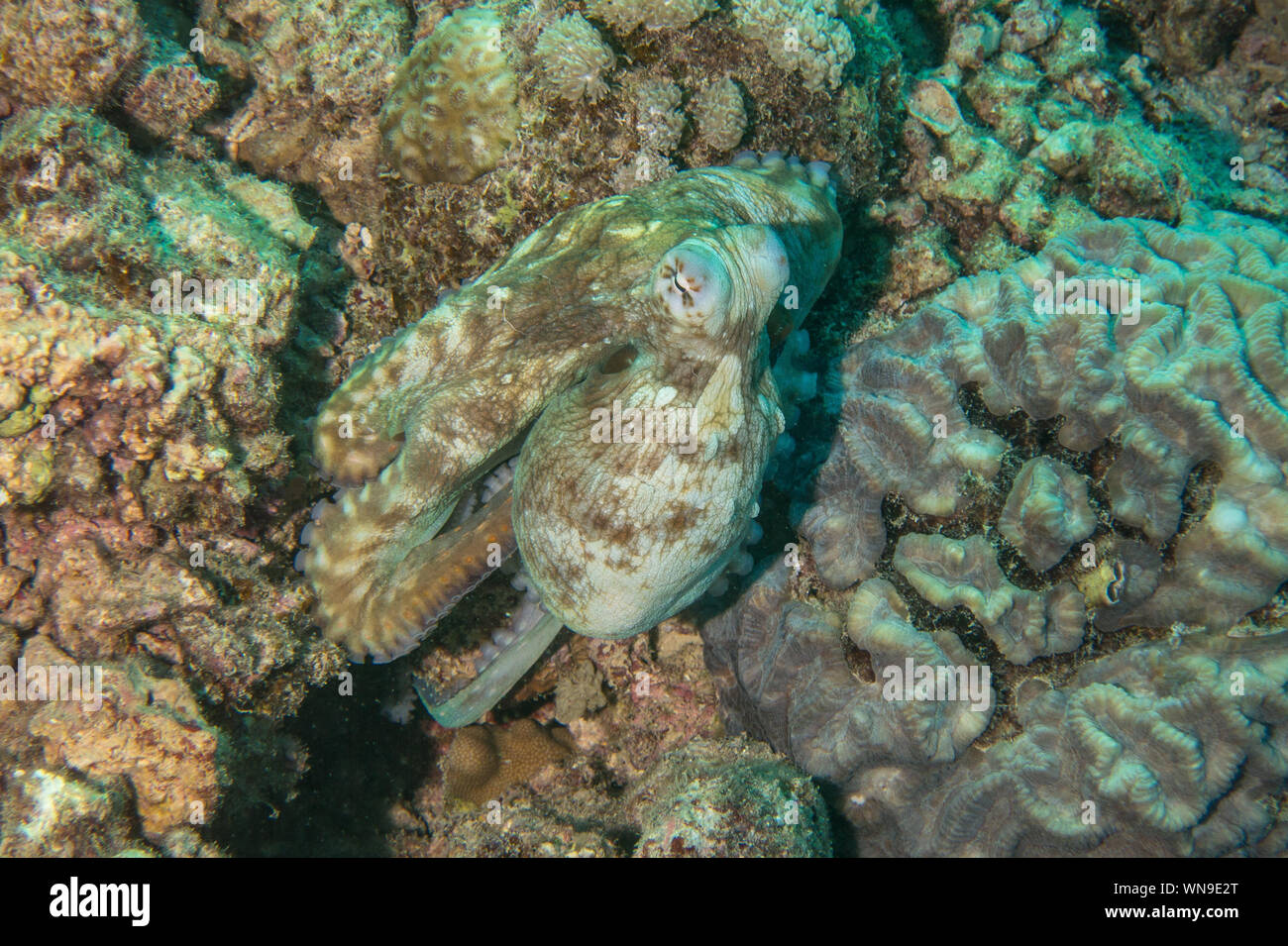 Common Sydney Octopus High Resolution Stock Photography and Images - Alamy