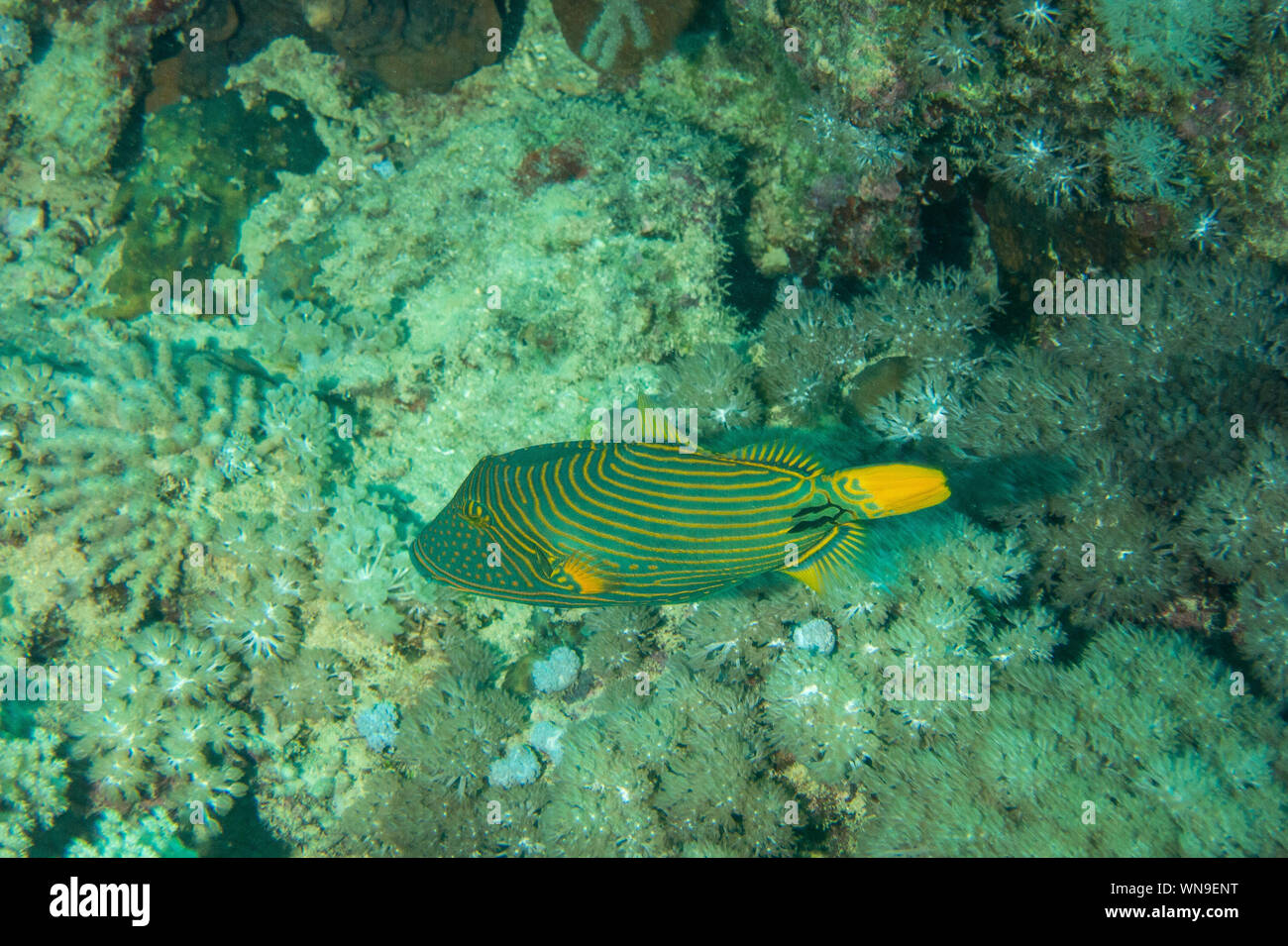 Orange trigger hi-res stock photography and images - Alamy