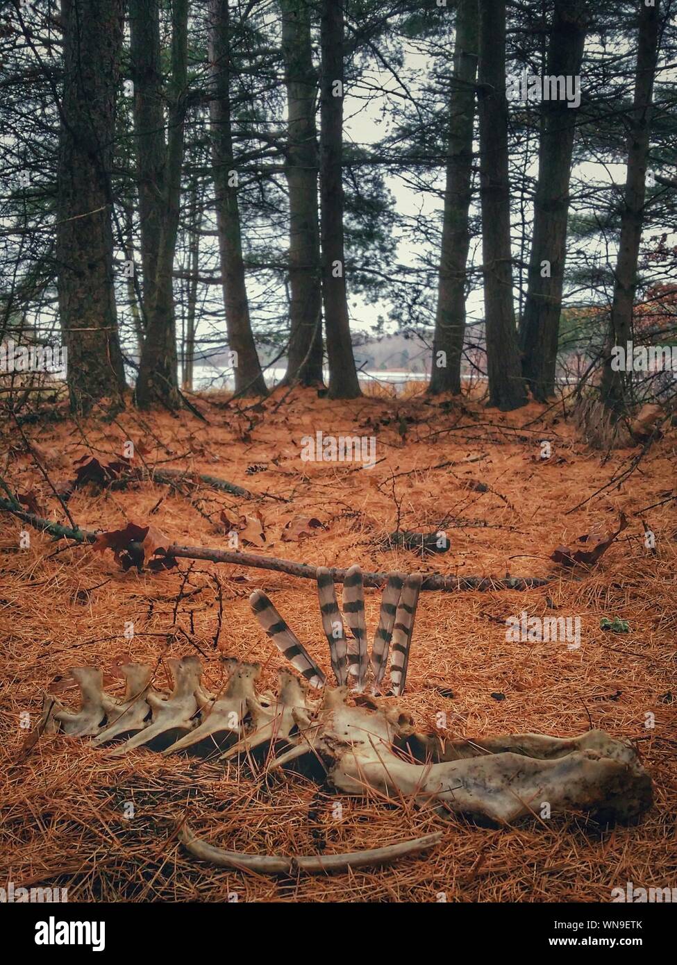 Skeleton In Forest High Resolution Stock Photography and Images - Alamy