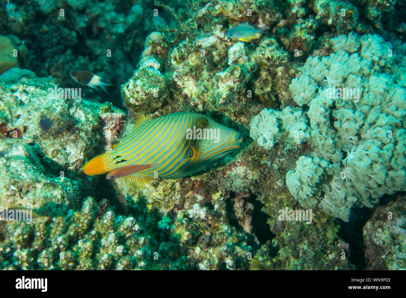 Orange Striped Trigger fish Stock Photo - Alamy