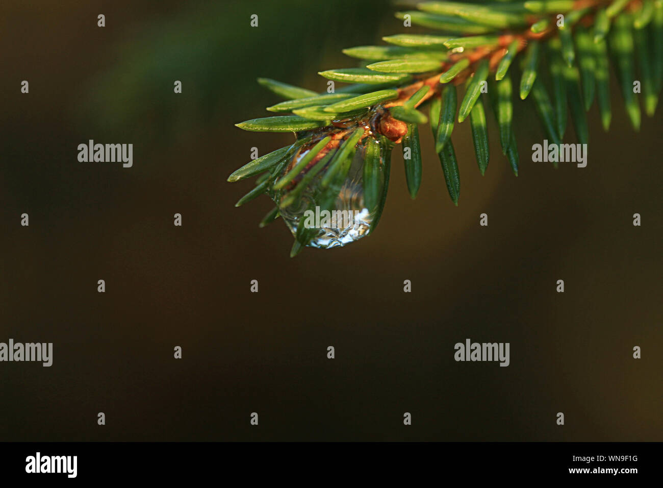 Drop in the tree hi-res stock photography and images - Alamy