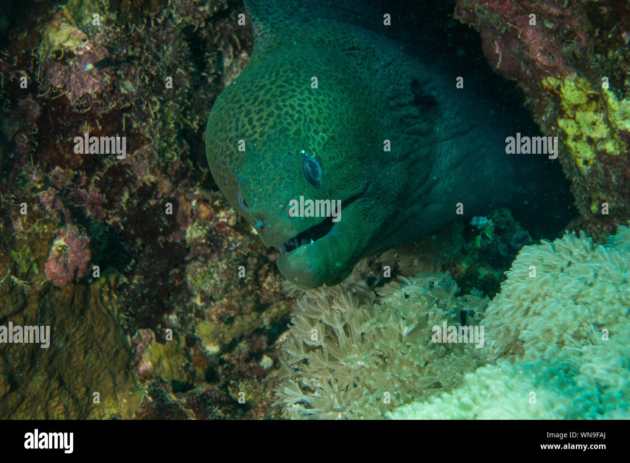 Giant Moray Eel Stock Photo - Alamy