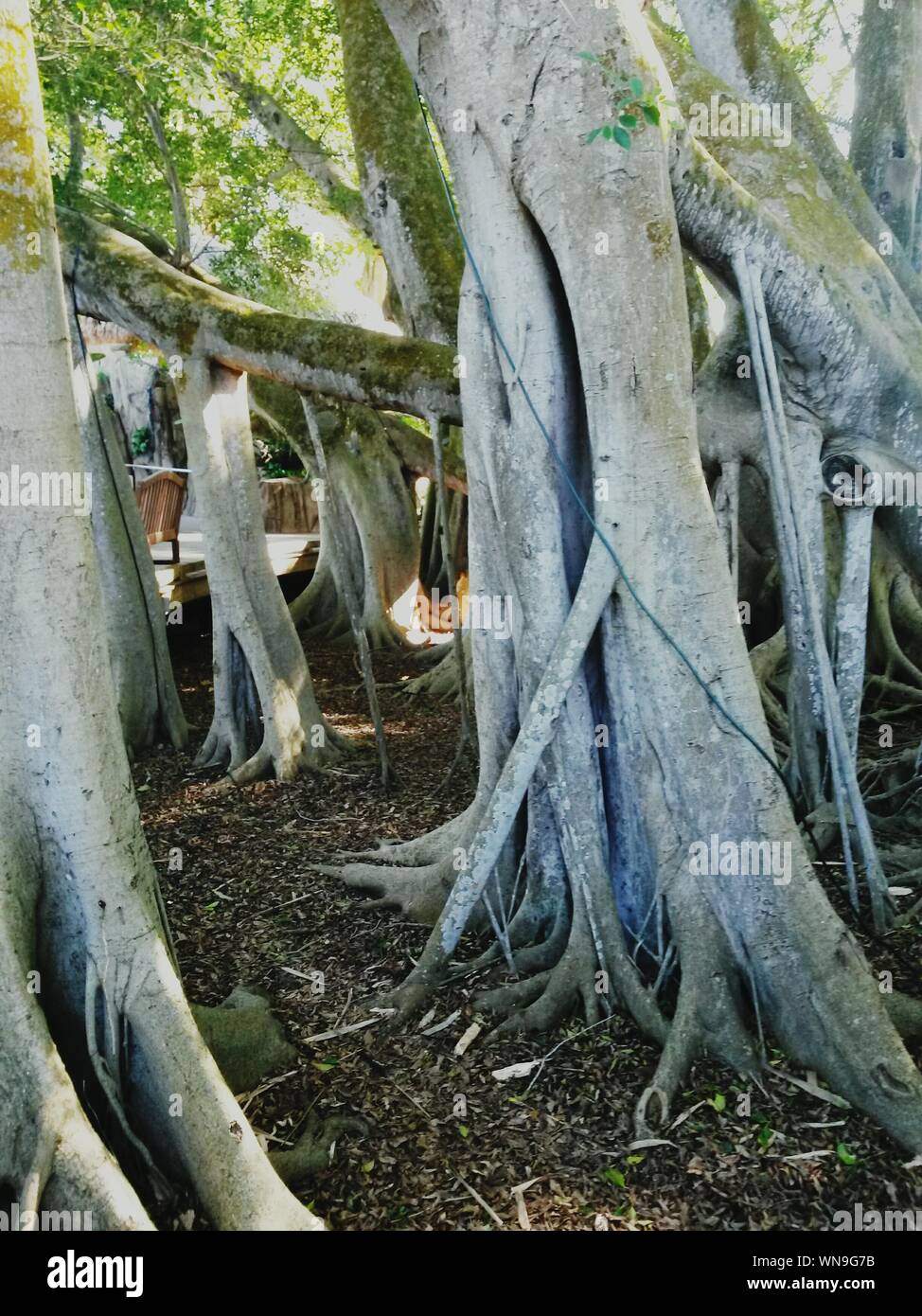 Banyan forest hi-res stock photography and images - Alamy