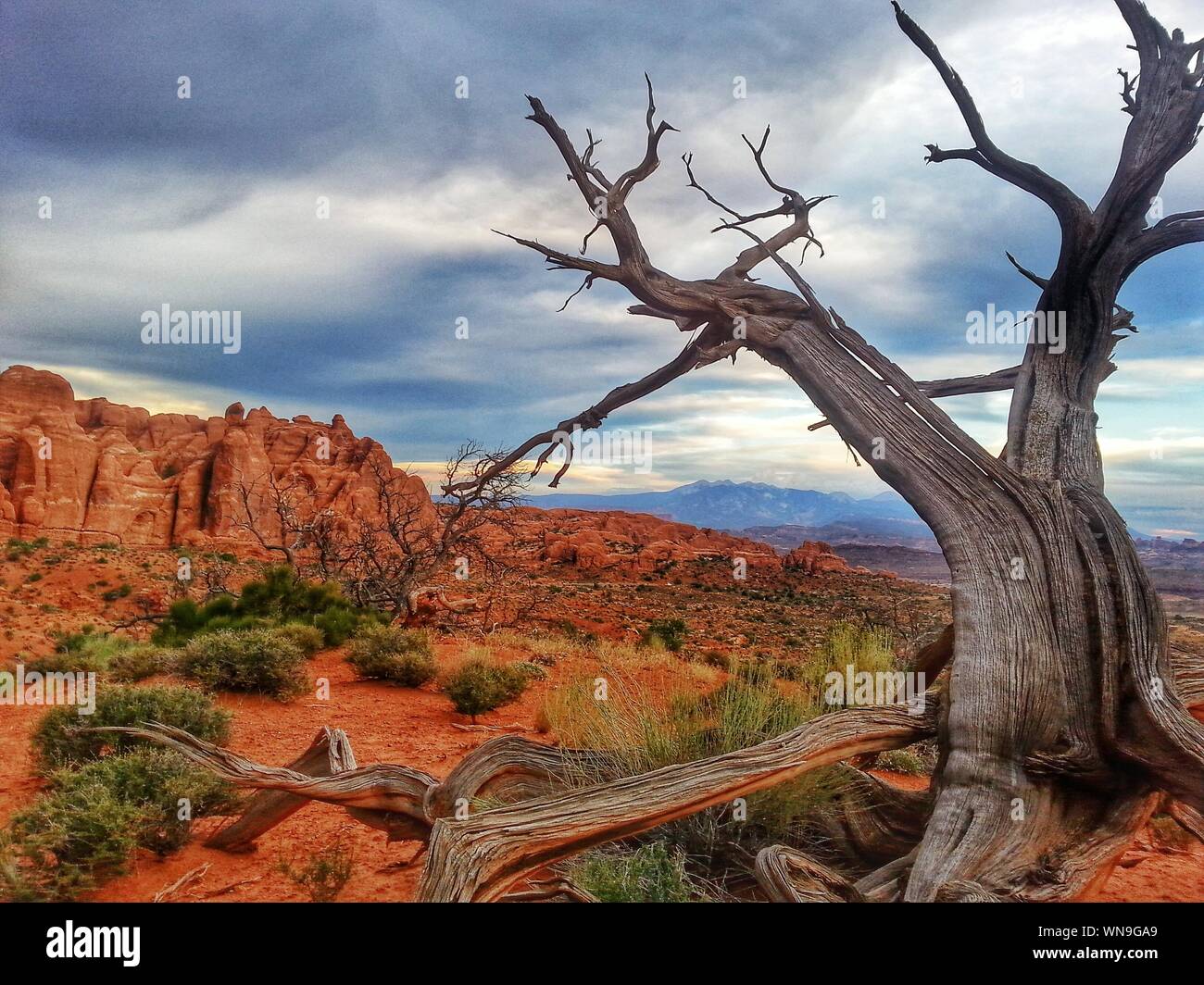 Withered Tree High Resolution Stock Photography and Images - Alamy