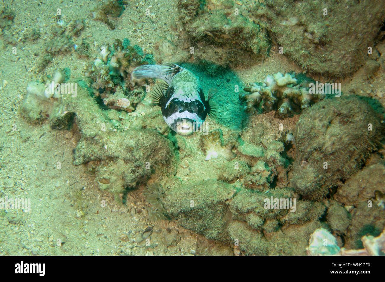 Masked Puffer Fish Stock Photo - Alamy