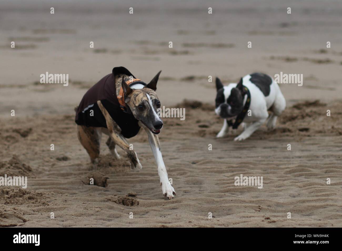 Two dogs running on the sand hi-res stock photography and images - Alamy