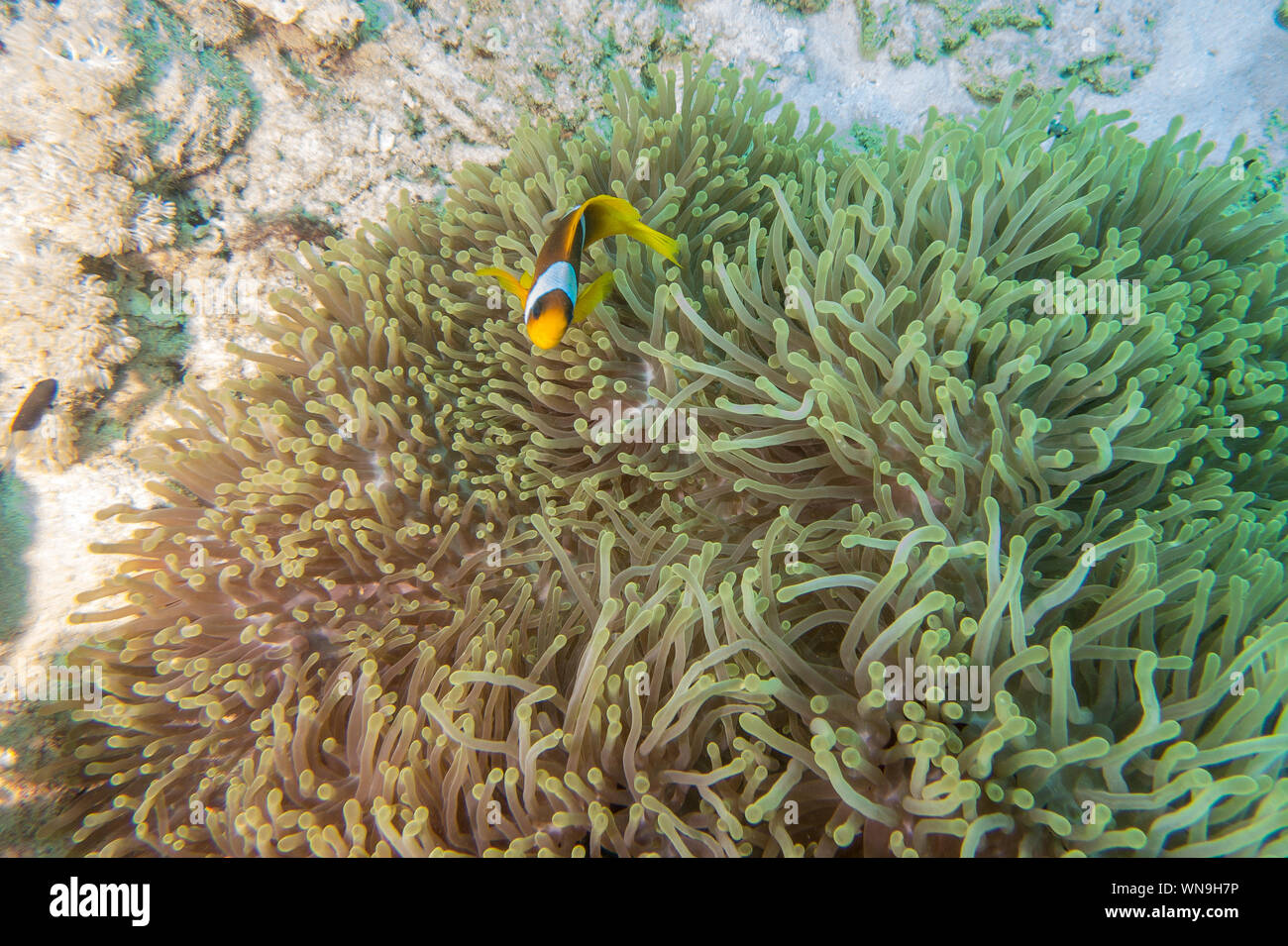 Red Sea Anemone fish Stock Photo - Alamy