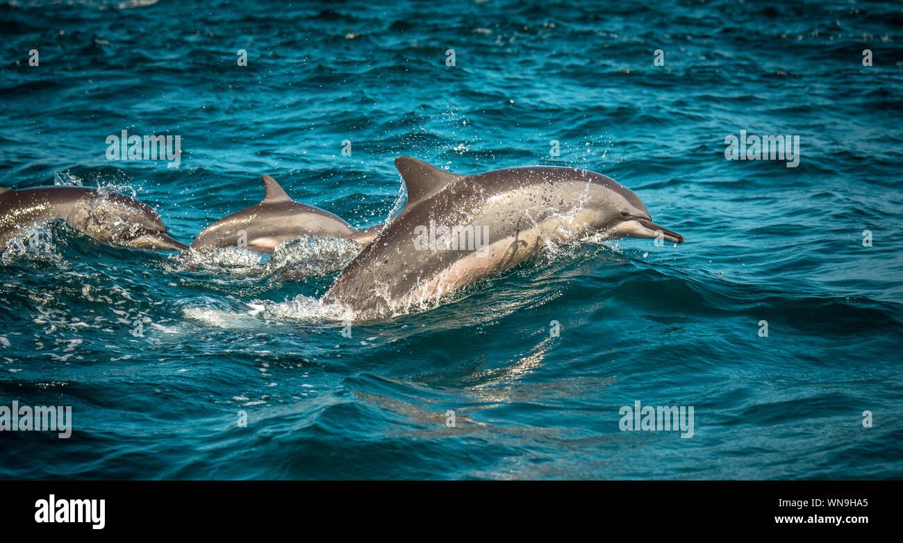 Wildlife make you happy hi-res stock photography and images - Alamy