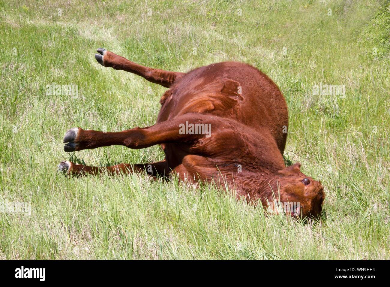 Animal dead sadness hi-res stock photography and images - Alamy