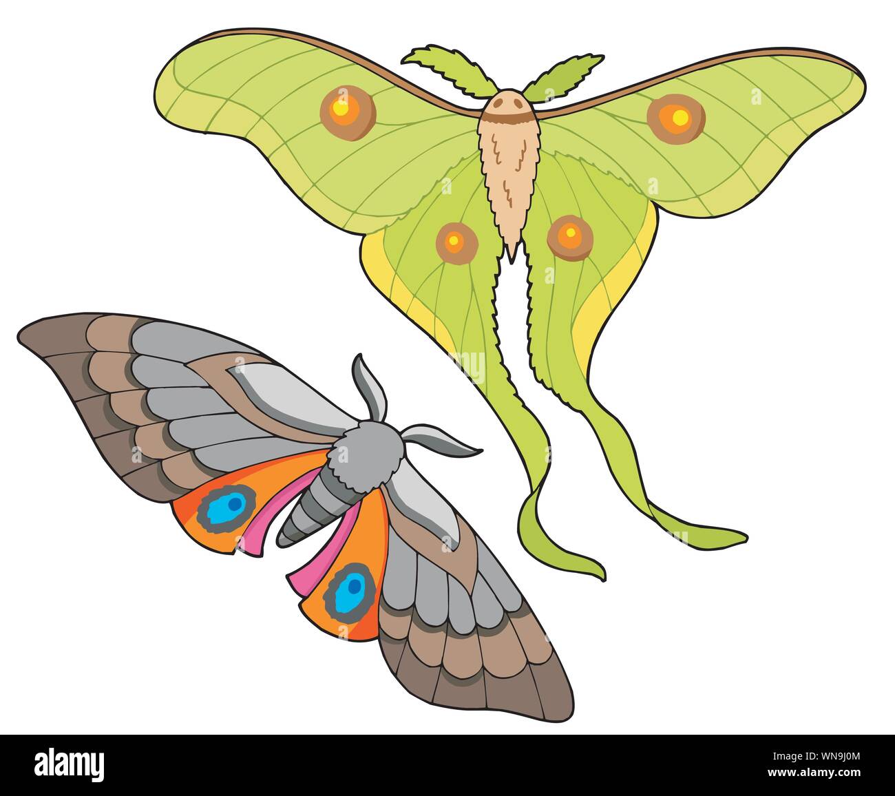 Butterfly wing patterns Stock Vector Images - Alamy