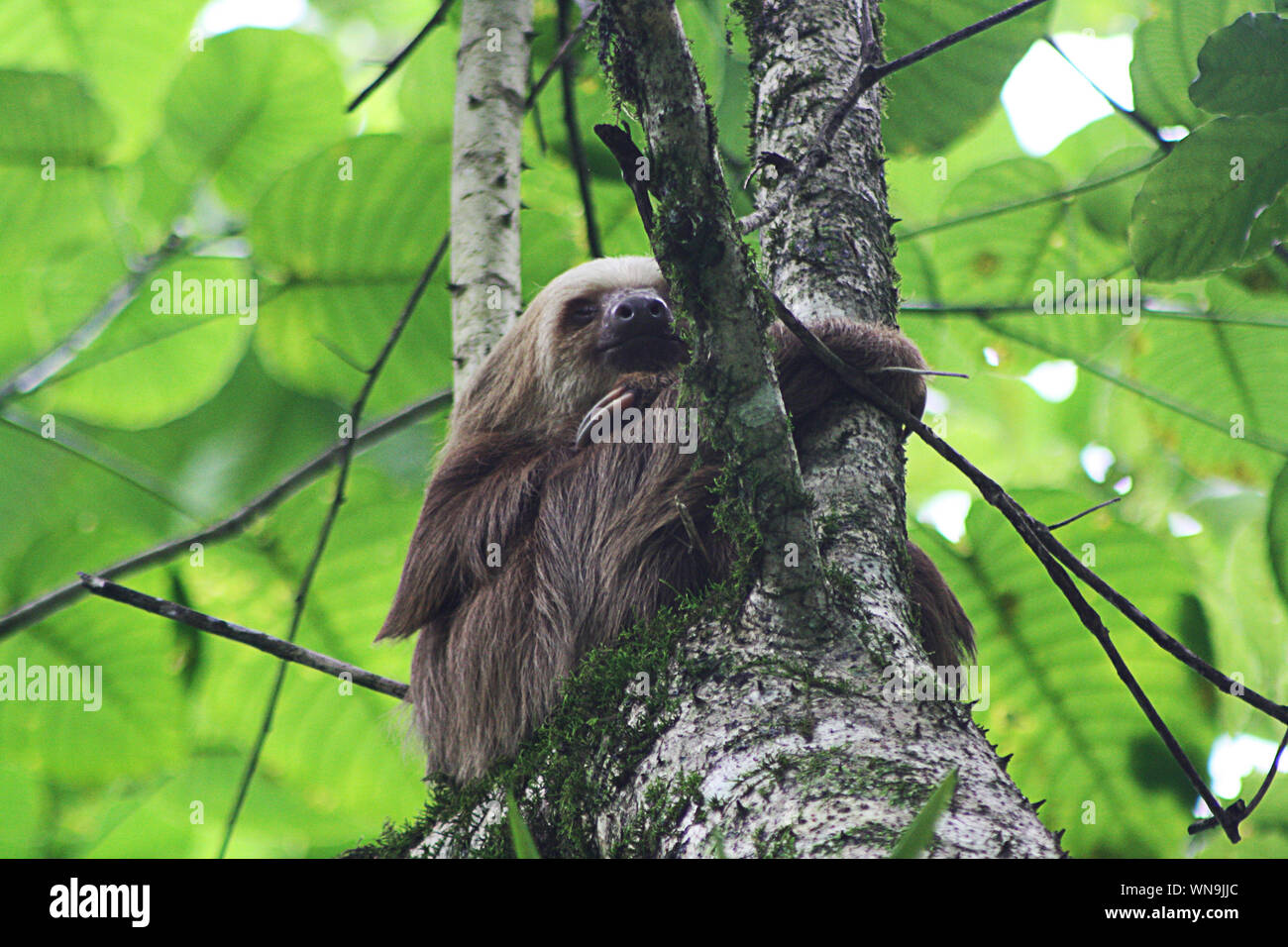 Sloth tree hi-res stock photography and images - Alamy