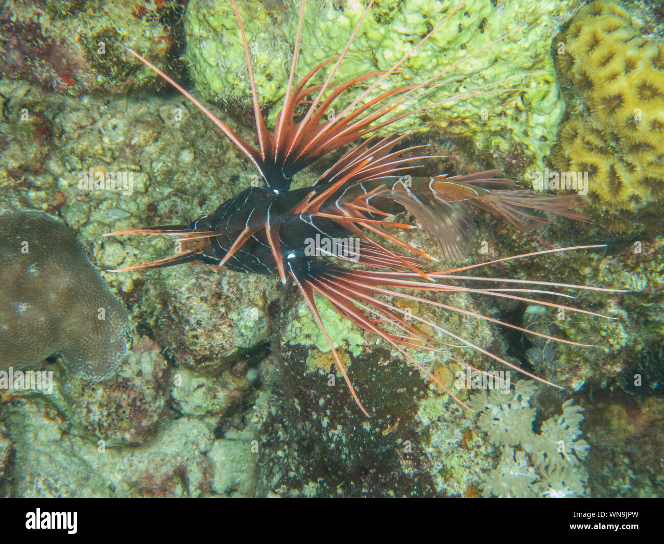 Clear Fin Lion Fish in the Red Sea Stock Photo - Alamy