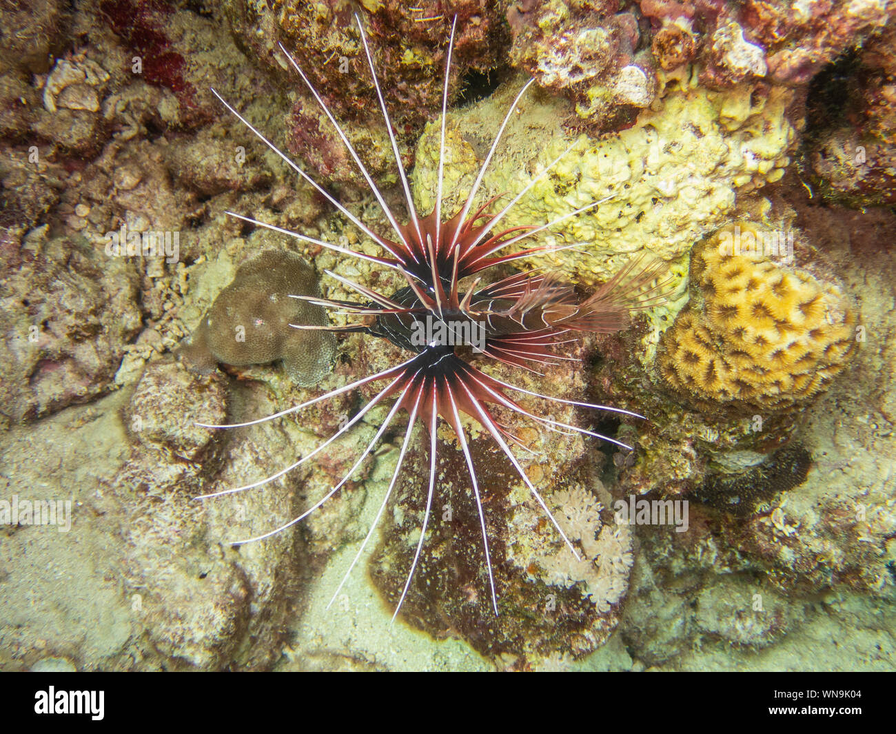 Clear Fin Lion Fish in the Red Sea Stock Photo - Alamy