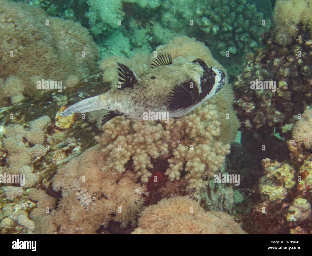 Masked Puffer Fish Stock Photo - Alamy