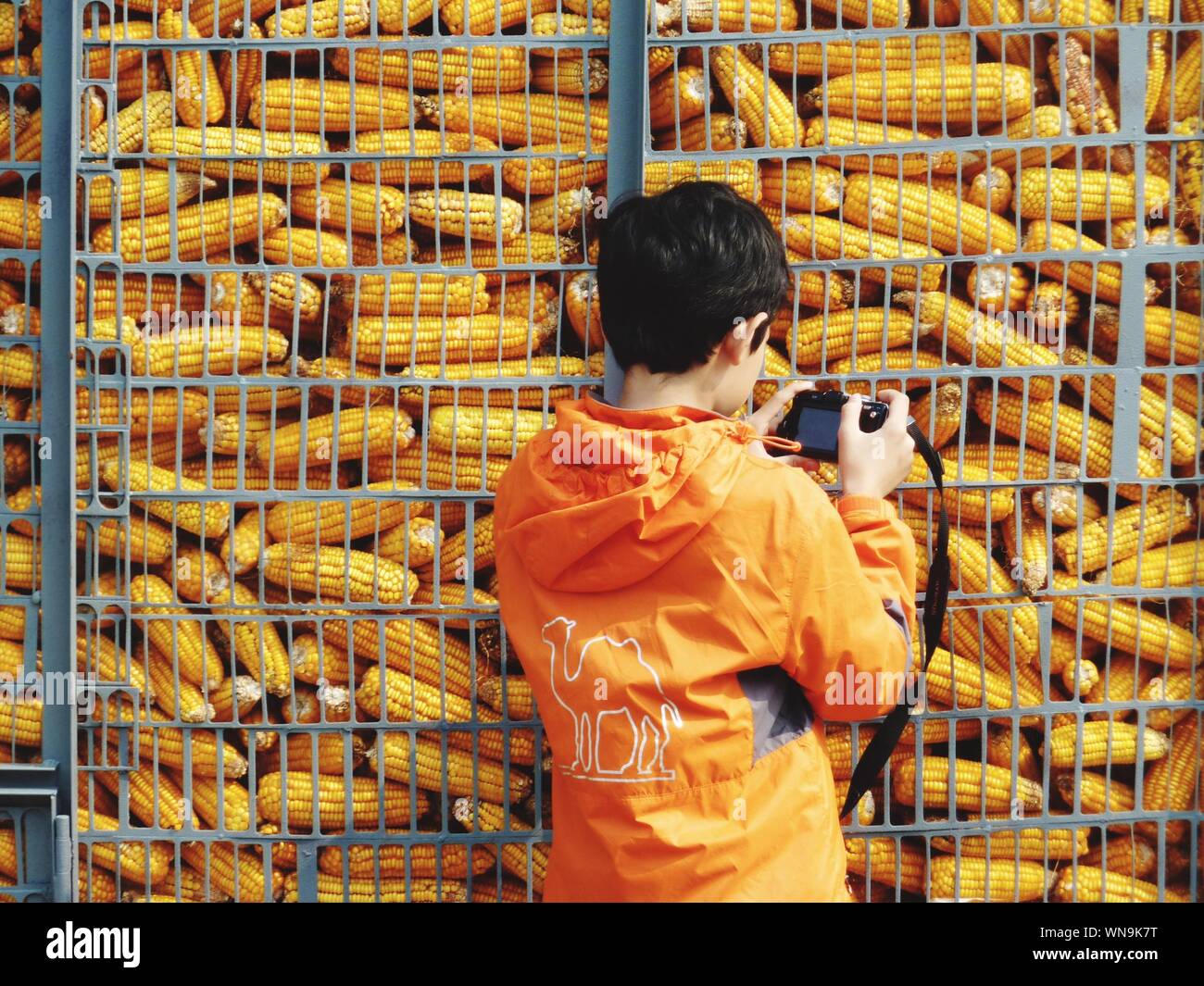 Supermarket corn hi-res stock photography and images - Alamy