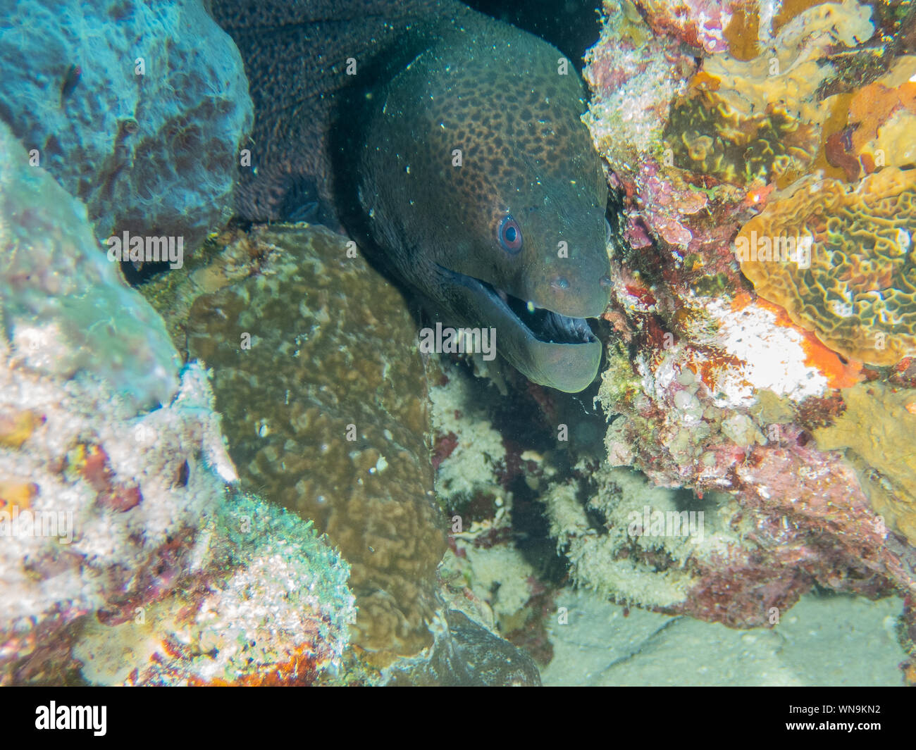Giant Moray Eel Stock Photo - Alamy