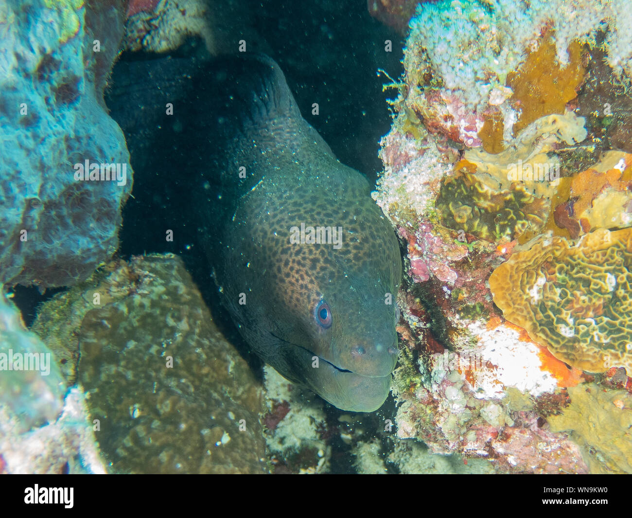 Giant Moray Eel Stock Photo - Alamy