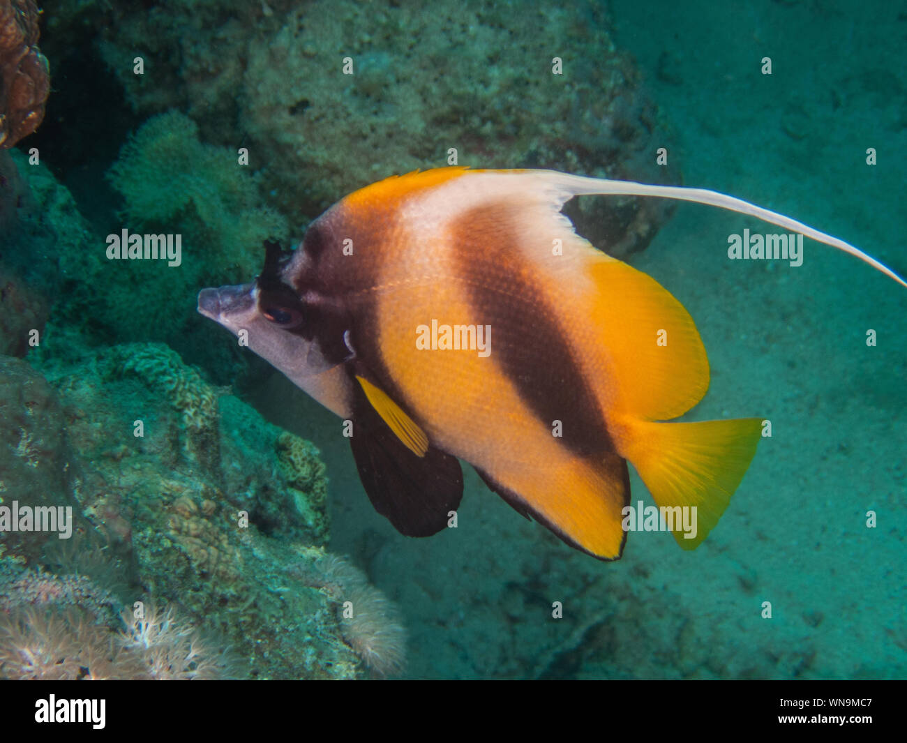 Red sea saudi diving hi-res stock photography and images - Alamy
