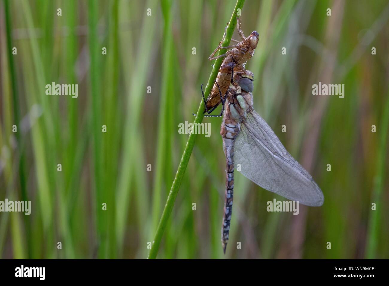 Grass insects hi-res stock photography and images - Alamy