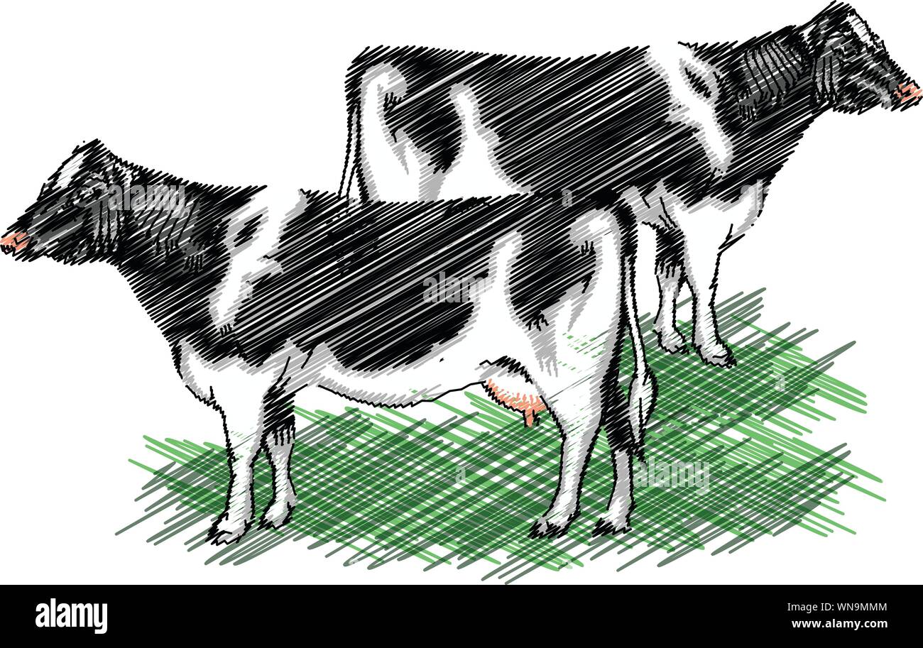 Holstein cow illustration Stock Vector Image & Art - Alamy