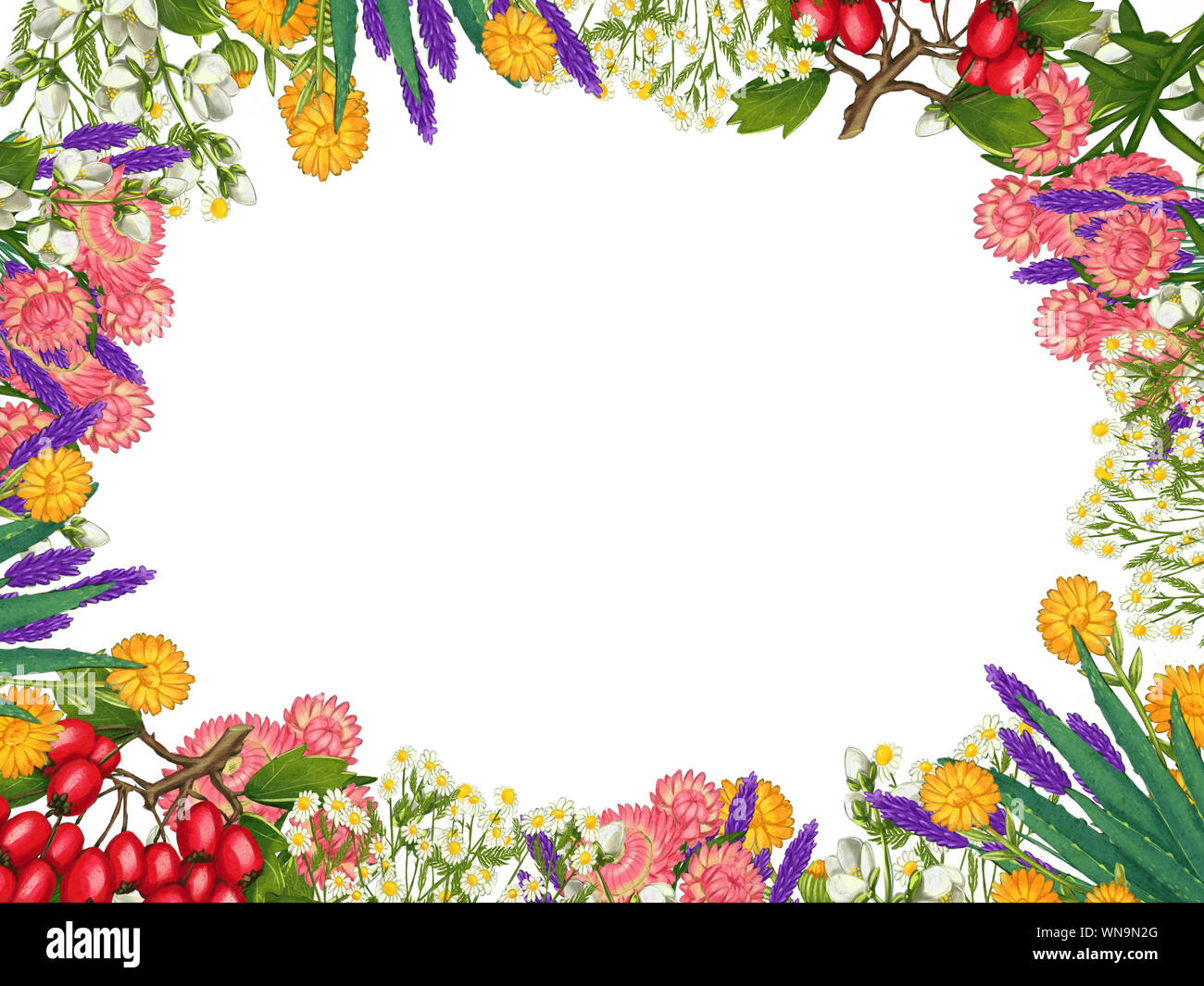 Hand drawn medicinal plant frame. Healing herbs border. isolated on ...