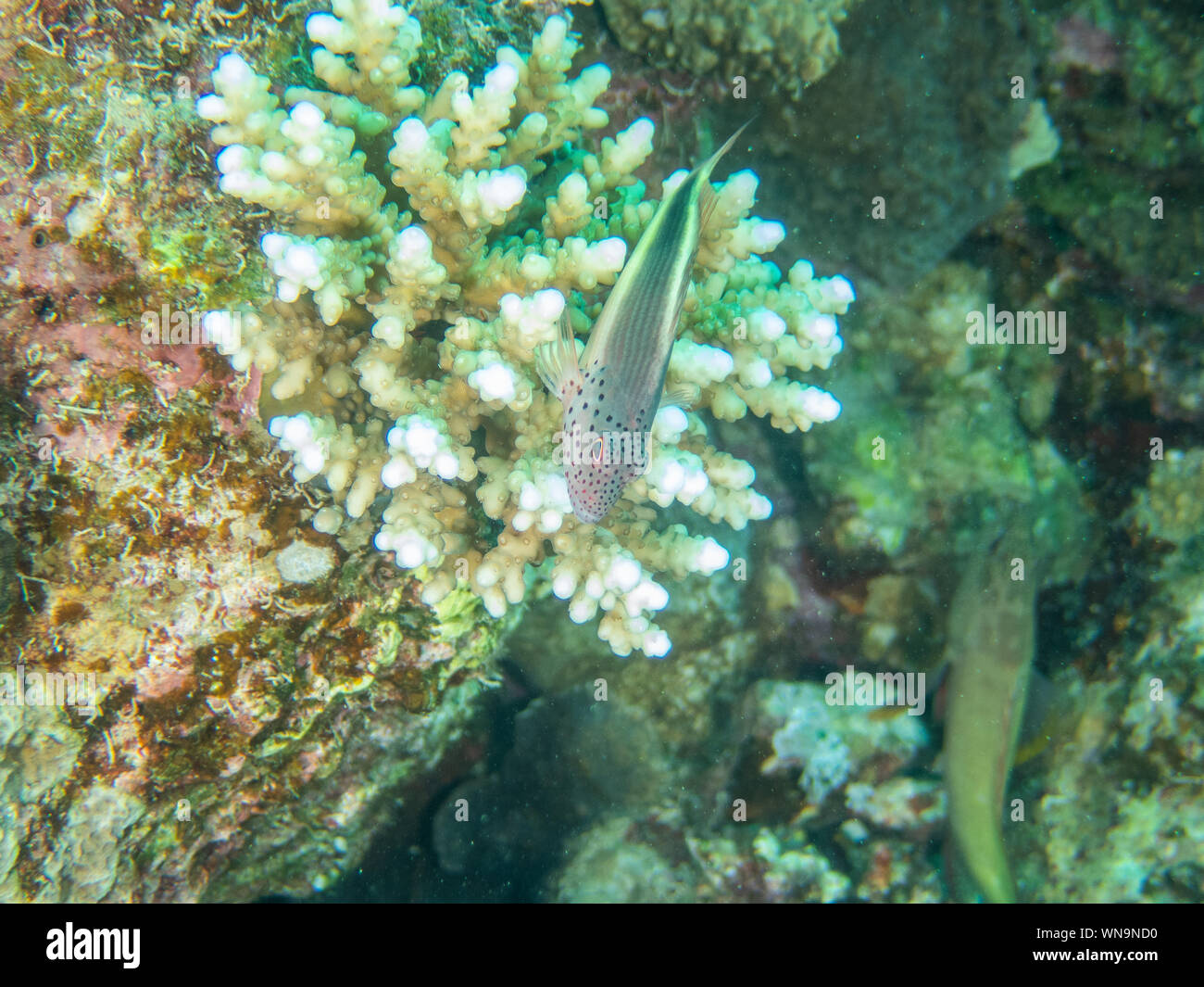 Freckled hawk fish hi-res stock photography and images - Alamy